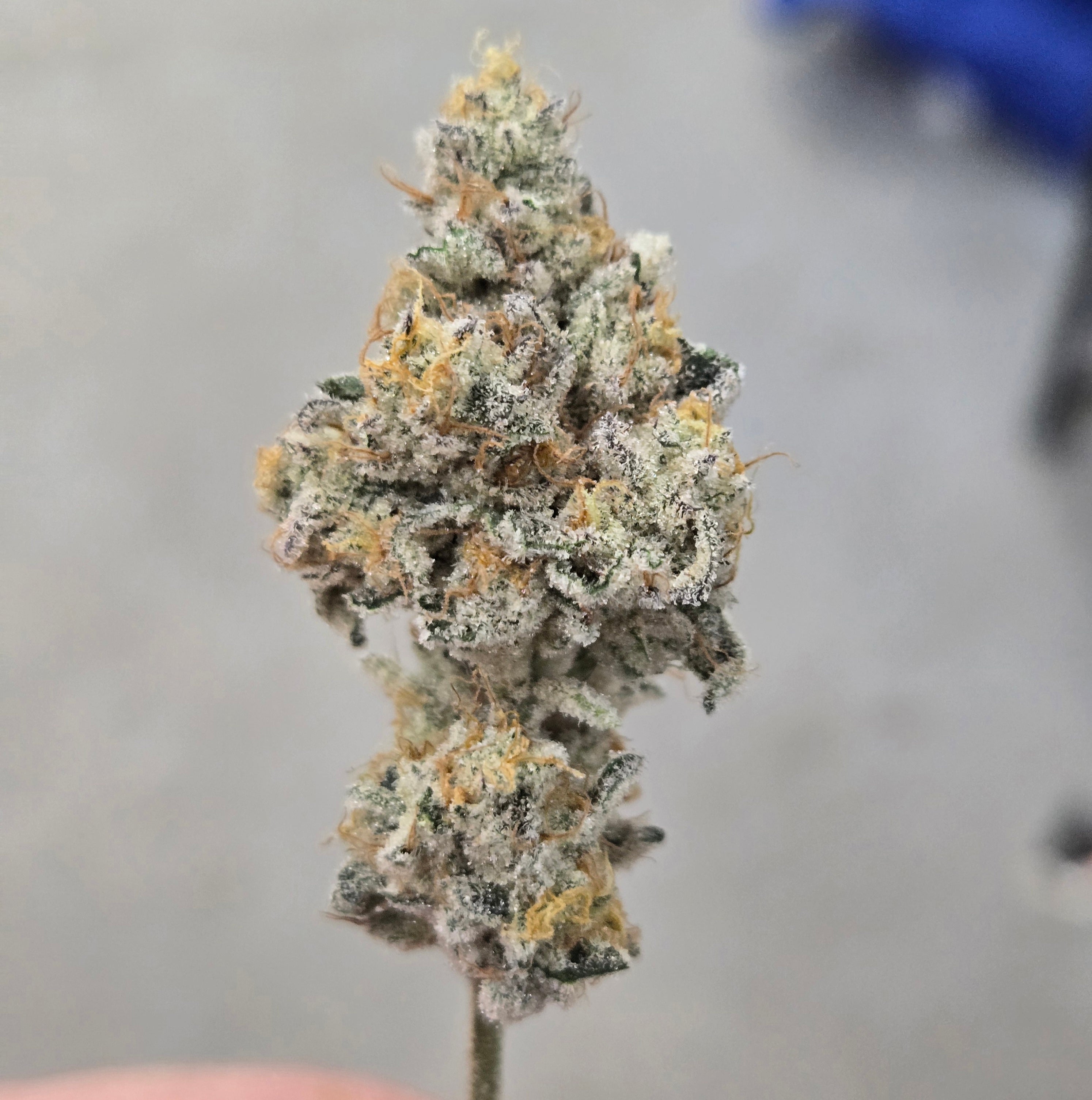 Cap Junky (Capulator - Seed Junky) – Denver Clone Co.