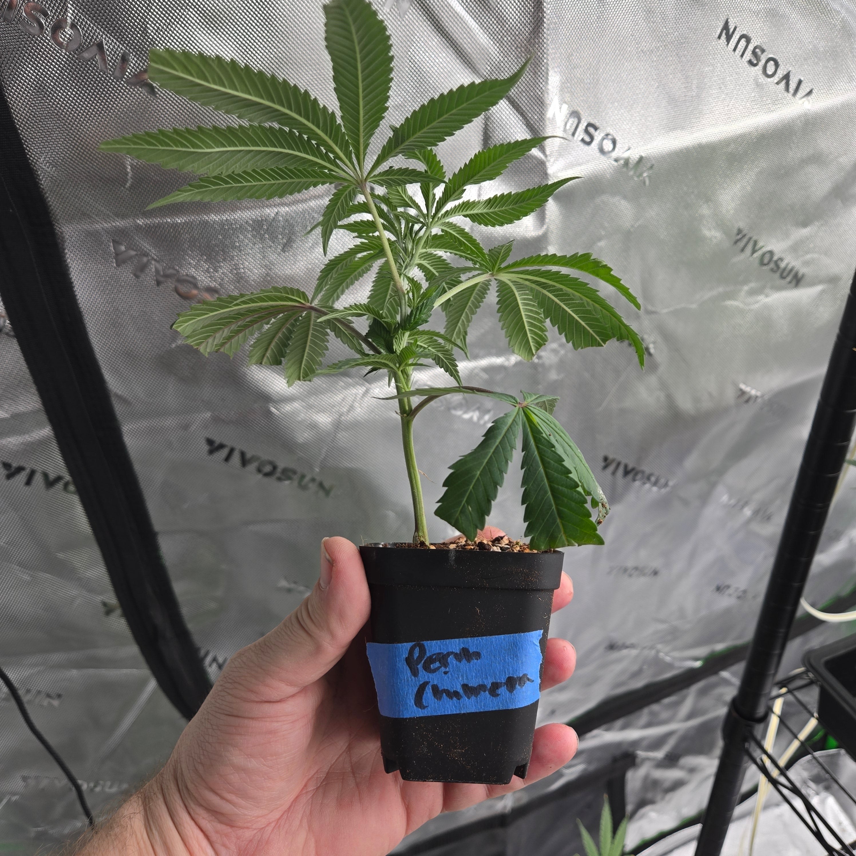 Permanent Chimera (Beleaf) – Denver Clone Co.